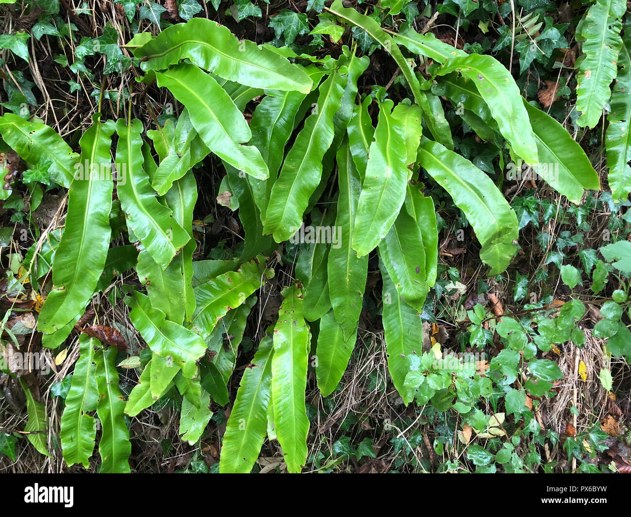 HART'S TONGUE FERN Phyllitis scolopendrium. Photo: Tony Gale Stock ...