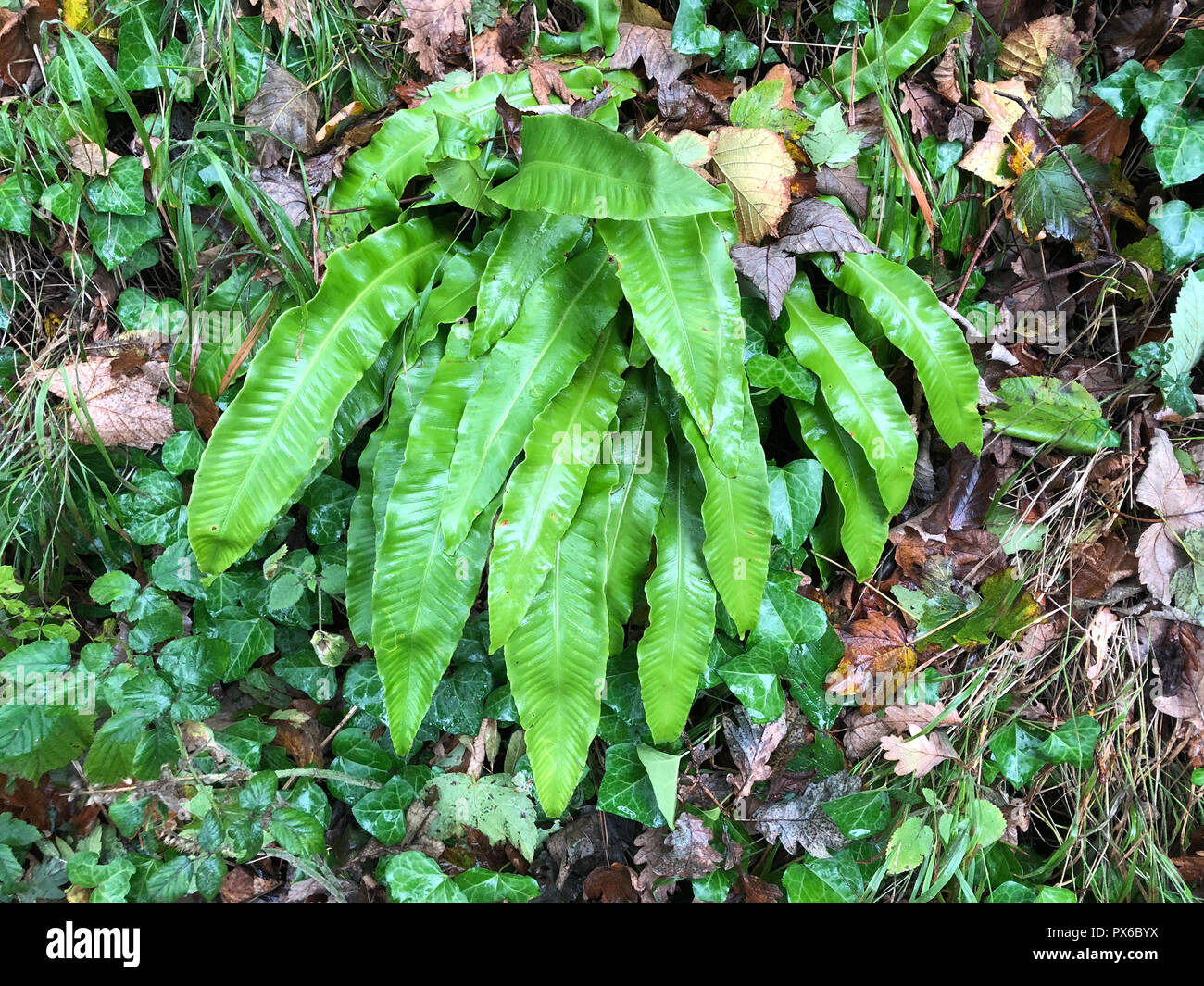 HART'S TONGUE FERN Phyllitis scolopendrium. Photo: Tony Gale Stock ...