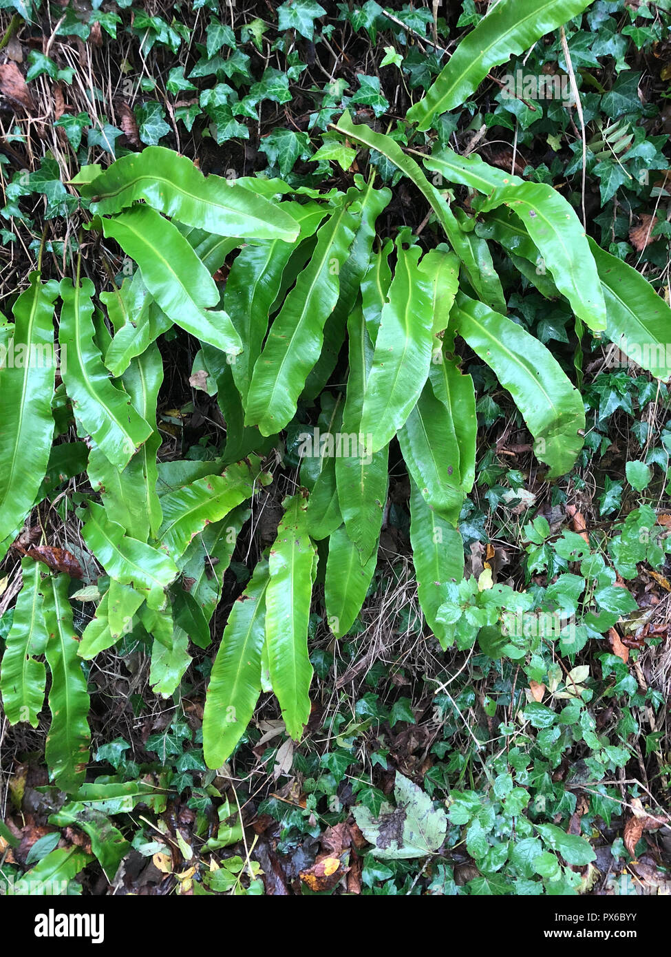 HART'S TONGUE FERN Phyllitis scolopendrium. Photo: Tony Gale Stock ...