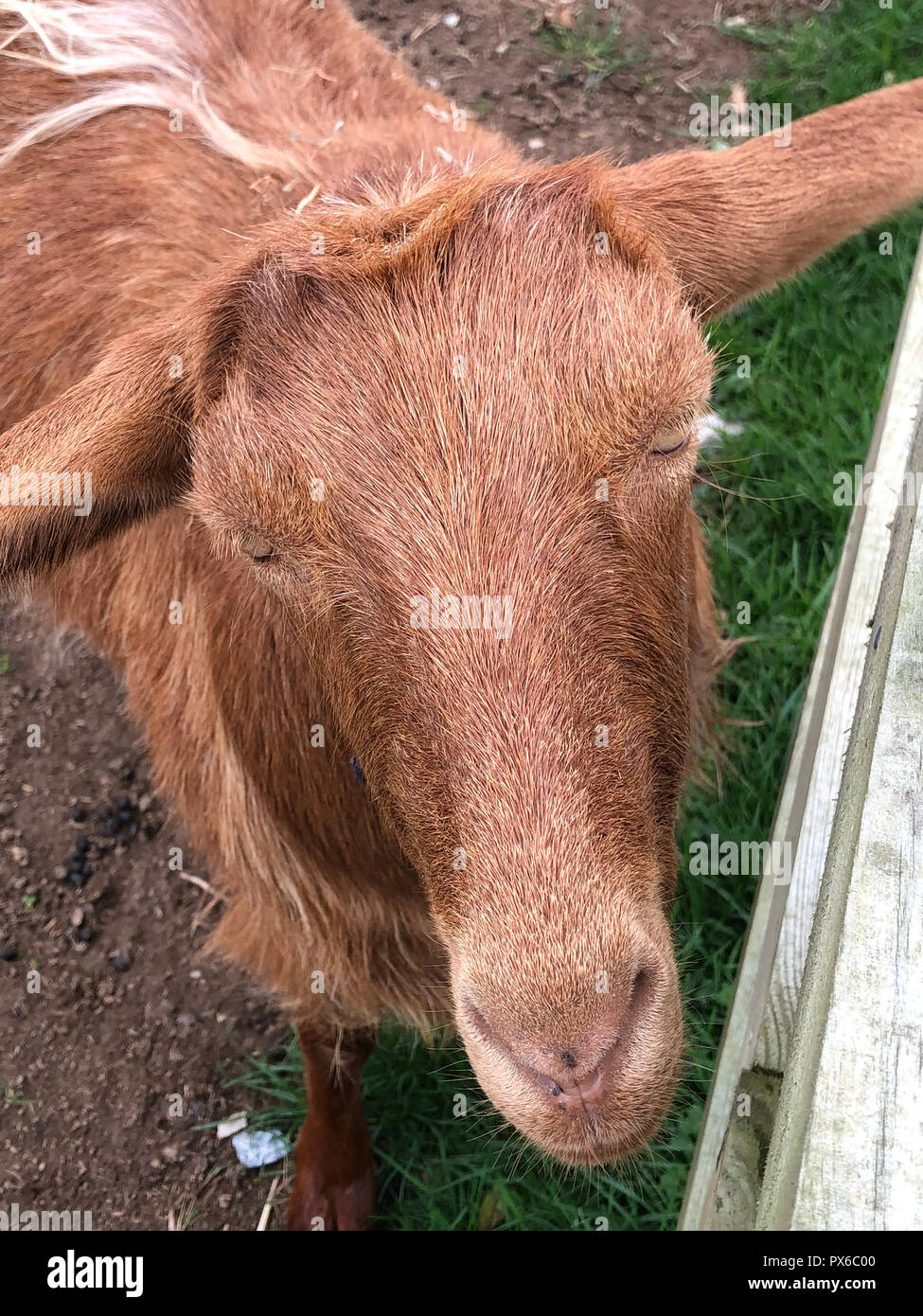 Golden guernsey goat hi-res stock photography and images - Alamy