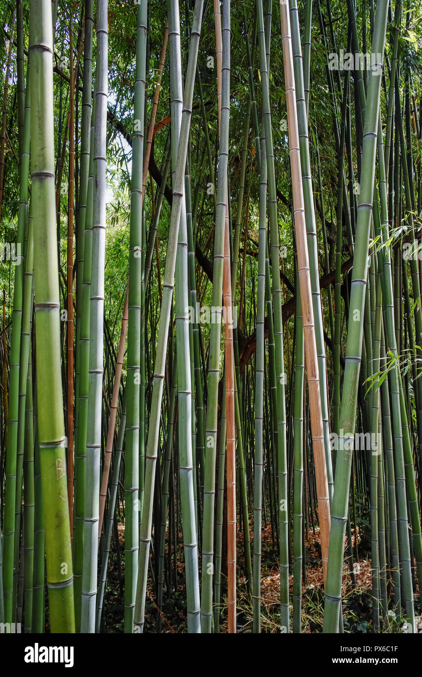 Old green bamboo trees in bamboo grove Stock Photo - Alamy