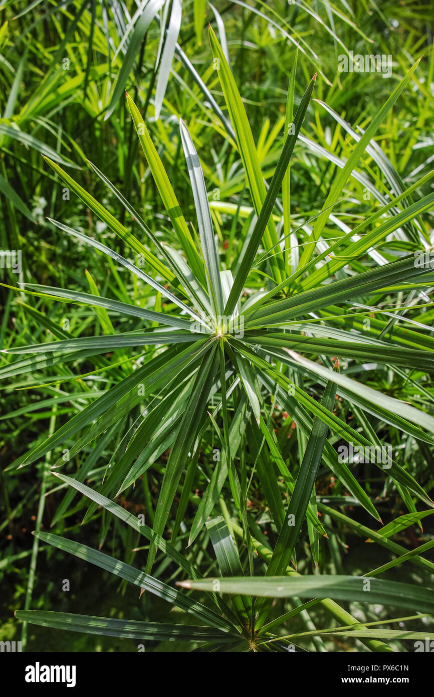 Ancient flora, green papyrus plant growing in water Stock Photo - Alamy