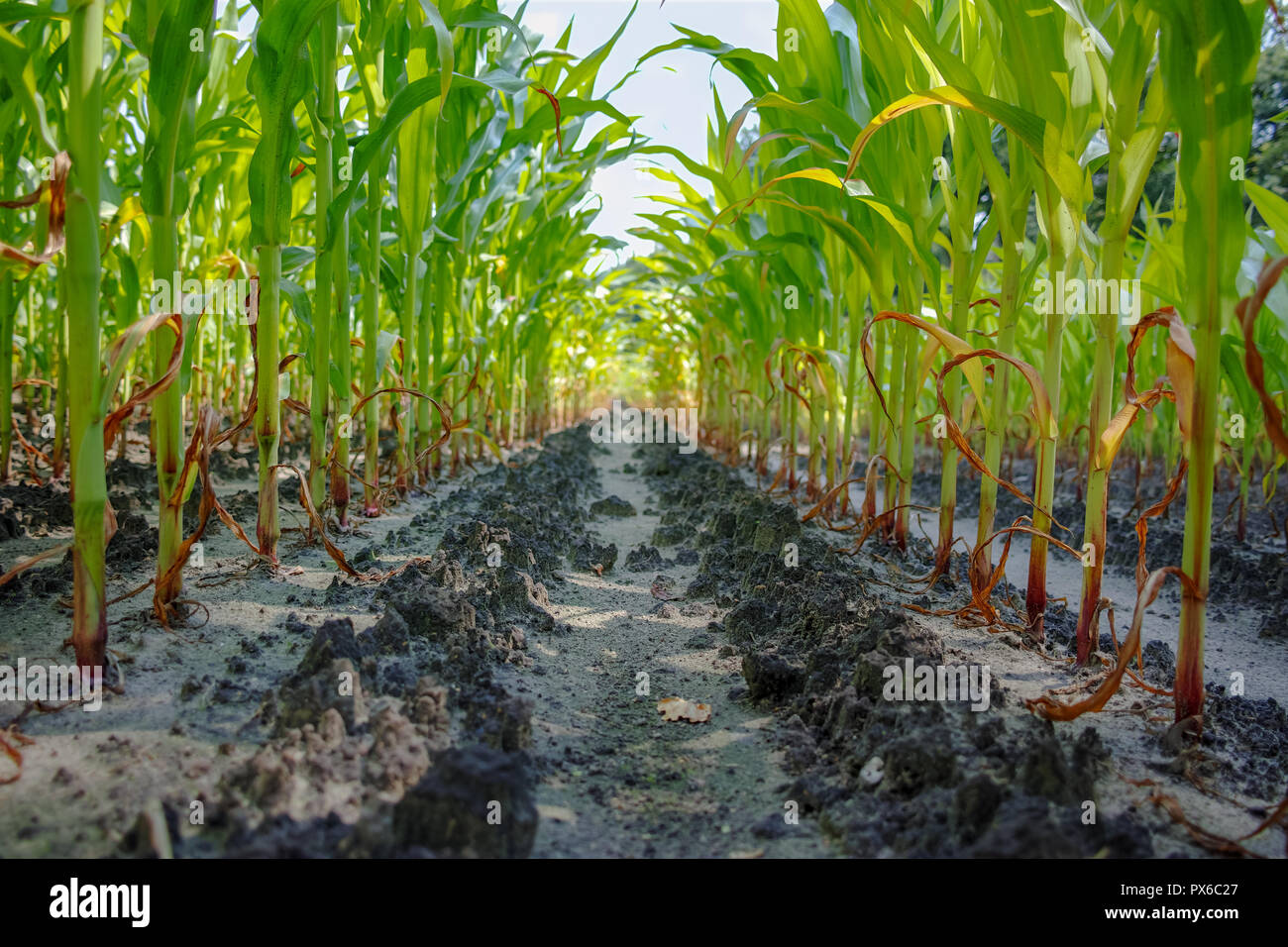 Young green corn plants growing on farm field in rows close up Stock Photo - Alamy