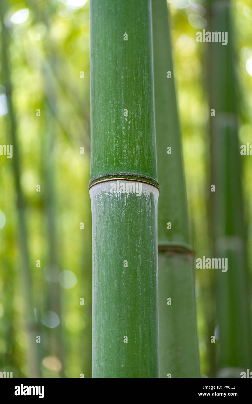 Old green bamboo trees in bamboo grove Stock Photo - Alamy
