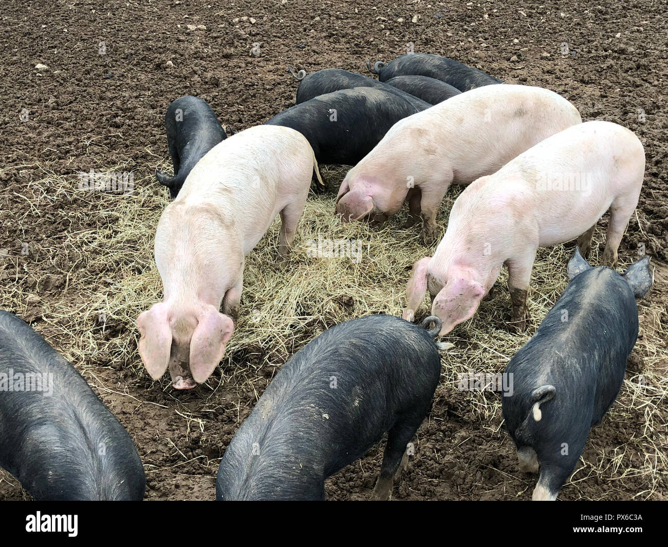 BRITISH LOP PIGS at the Lost Gardens of Helligan, Cornwall Stock Photo ...