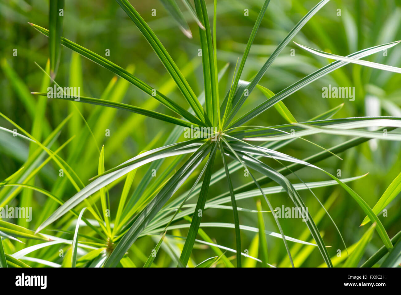 Ancient flora, green papyrus plant growing in water Stock Photo - Alamy