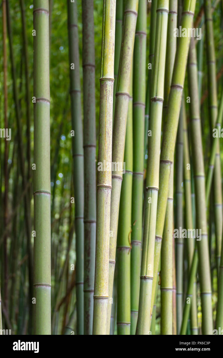 Old green bamboo trees in bamboo grove Stock Photo - Alamy