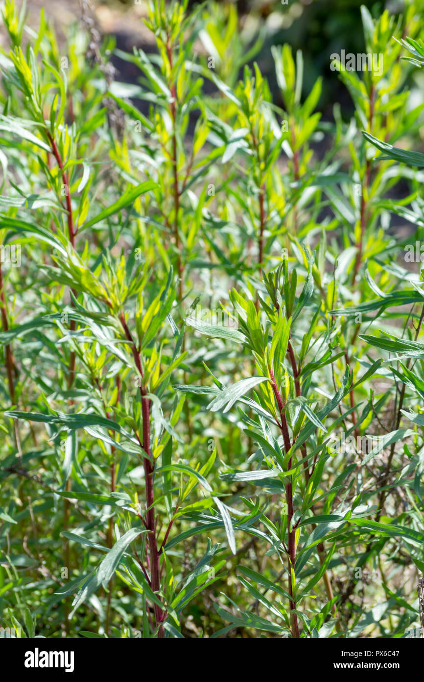 Tarragon or estragon green plant, culinary and medicinal plant close up ...