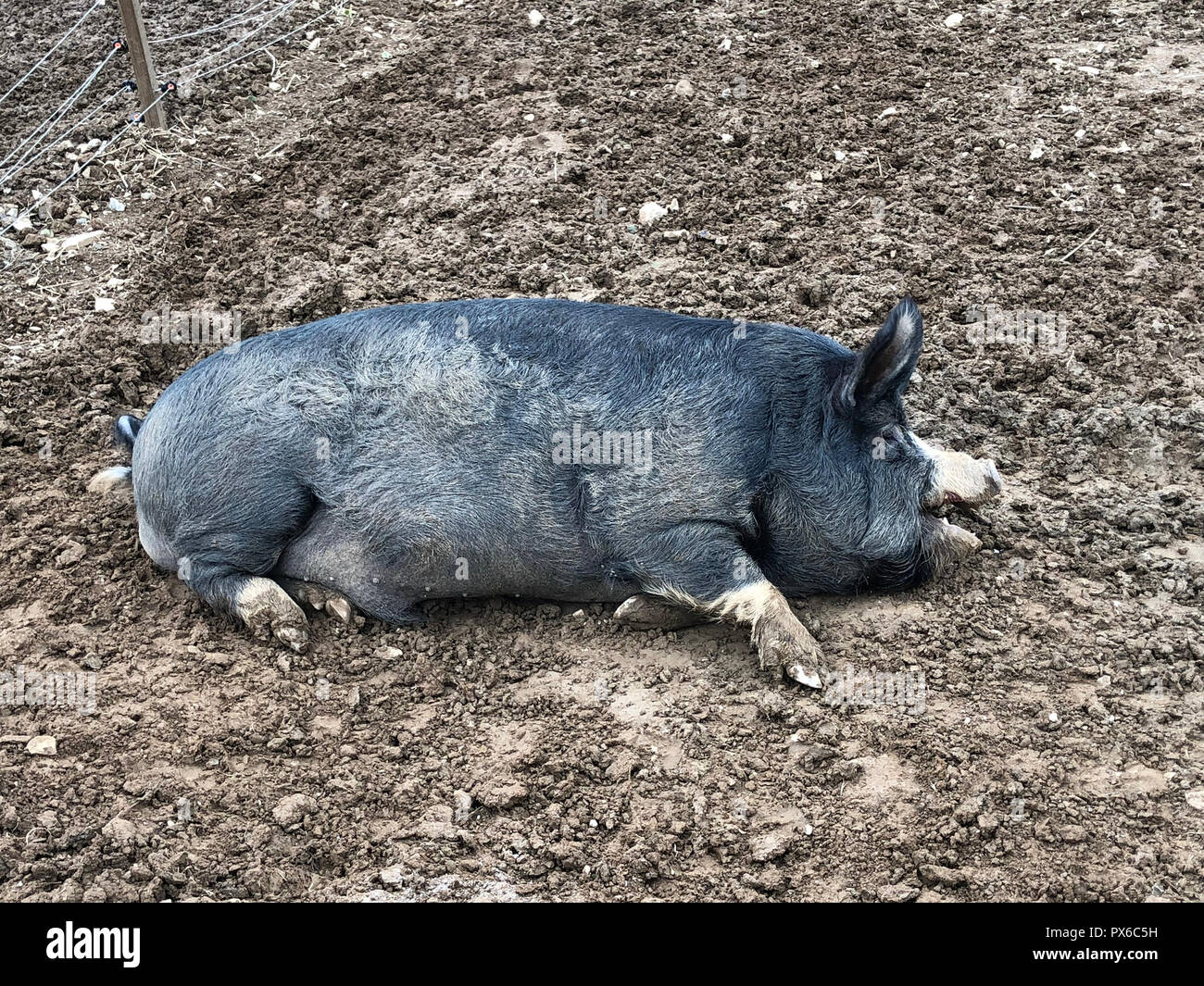 Pig breed hi-res stock photography and images - Alamy