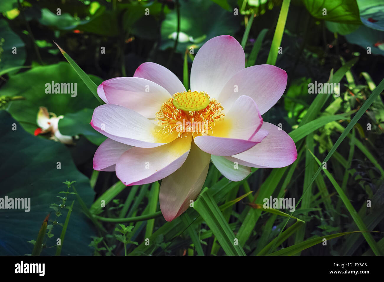 Ancient flora, flowers of big pink lotus plant dark key Stock Photo - Alamy