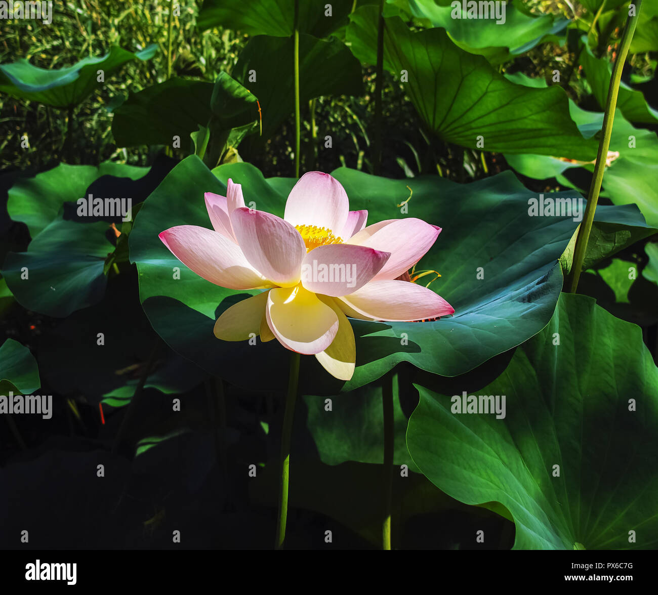 Ancient flora, flowers of big pink lotus plant dark key Stock Photo - Alamy