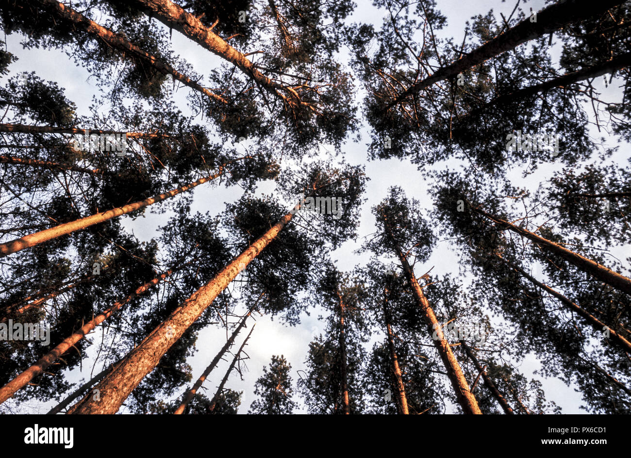 Red pine trees, Austria, Lower Austria, Waldviertel Stock Photo - Alamy