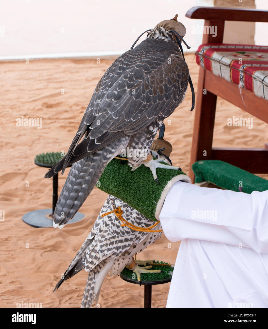 Arabian falcon with head cover Stock Photo - Alamy