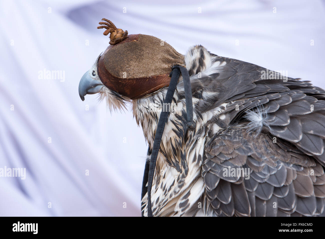 Arabian falcon with head cover Stock Photo - Alamy