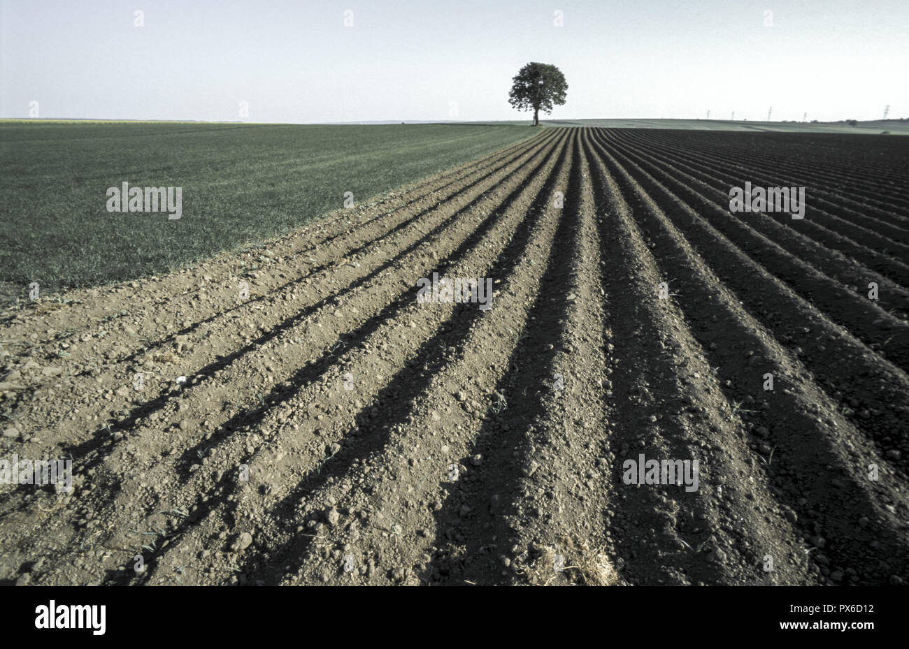 Lime tree, soil structure on field, Austria, Lower Austria, Weinviertel ...