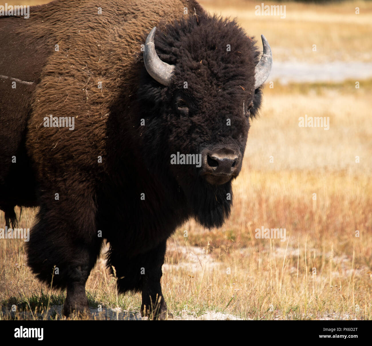 A bison stands in profile on a golden grassy plain Stock Photo - Alamy