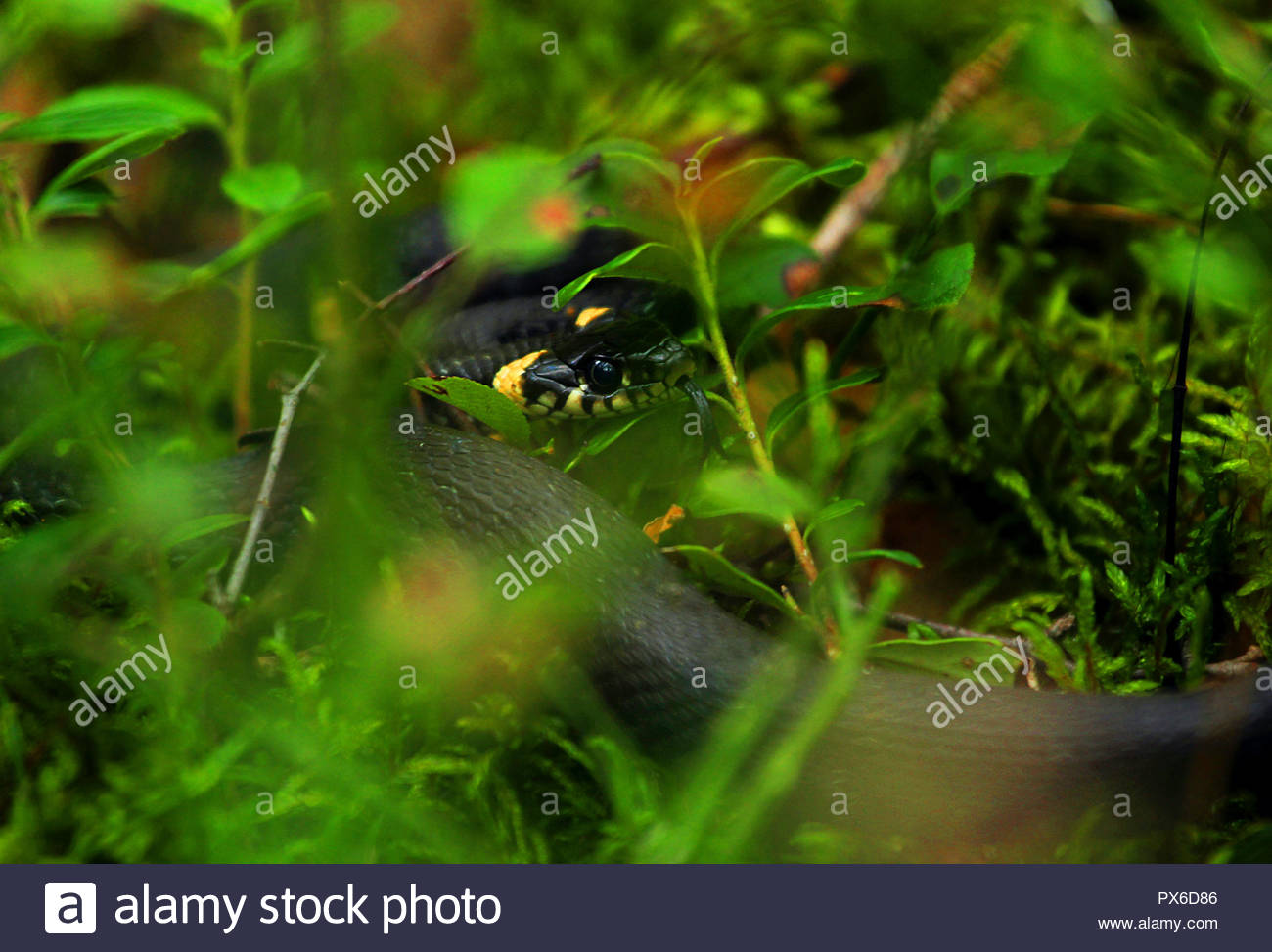 Eastern Green Snake Stock Photos & Eastern Green Snake Stock Images - Alamy