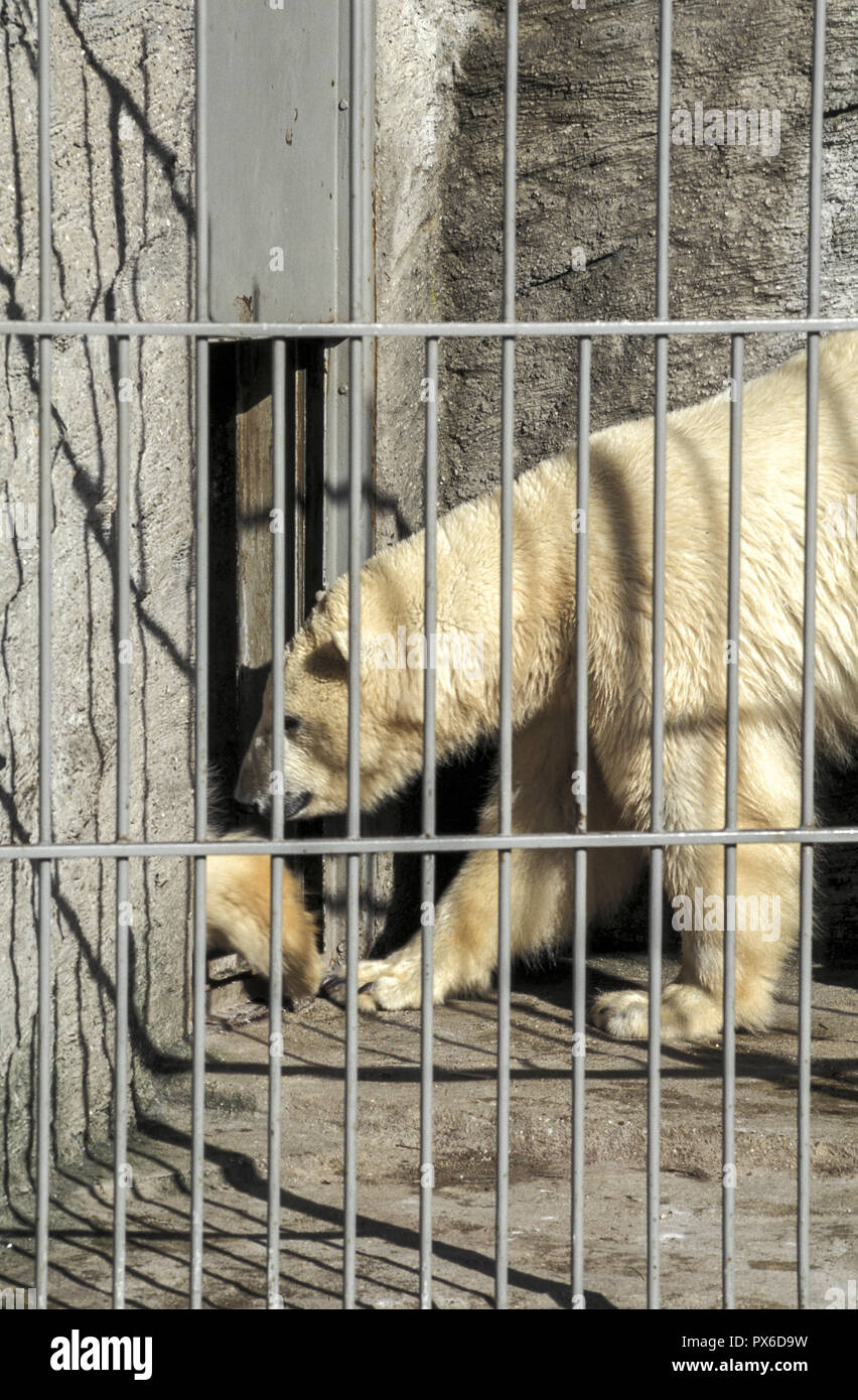 Ice bear, Austria, Vienna, 13. district, Schoenbrunn zoo Stock Photo ...