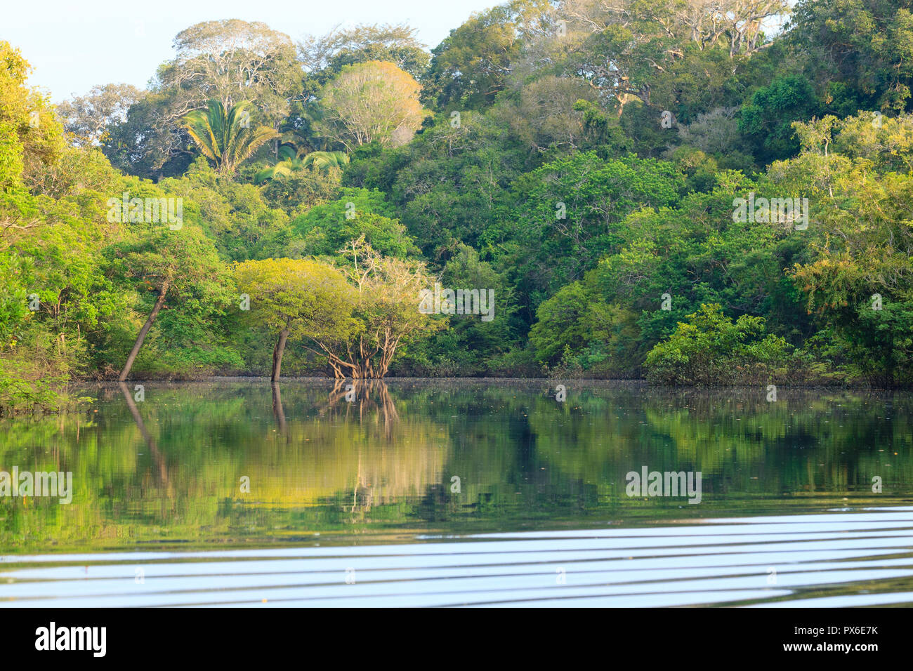 Panorama from Amazon rainforest, Brazilian wetland region. Navigable ...