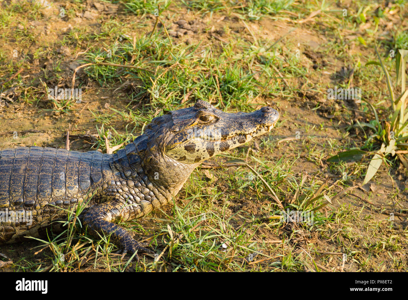 Caiman which heats up in the morning sun from Pantanal, Brazil ...