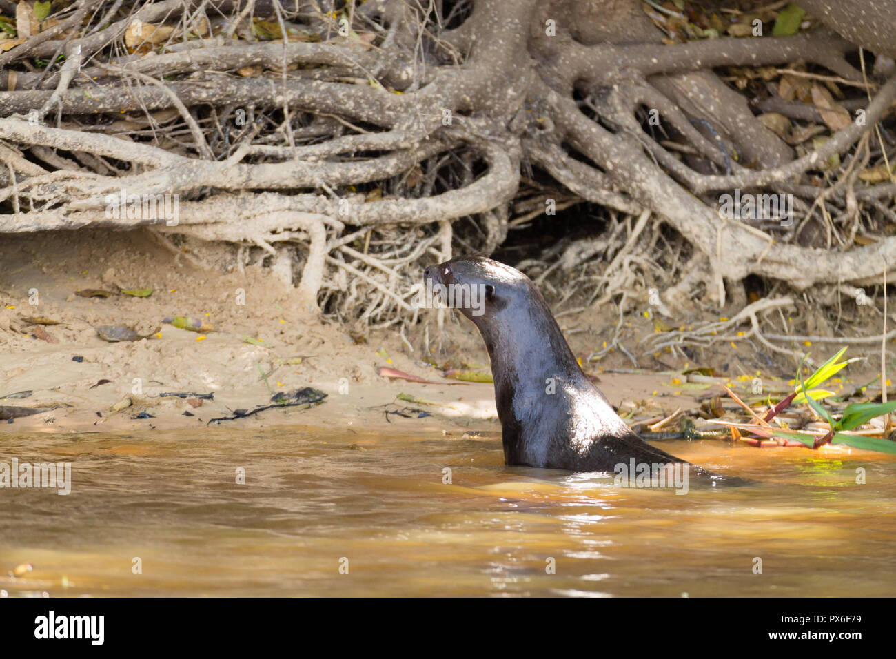 Giant otter on water from Pantanal wetland area, Brazil. Brazilian ...