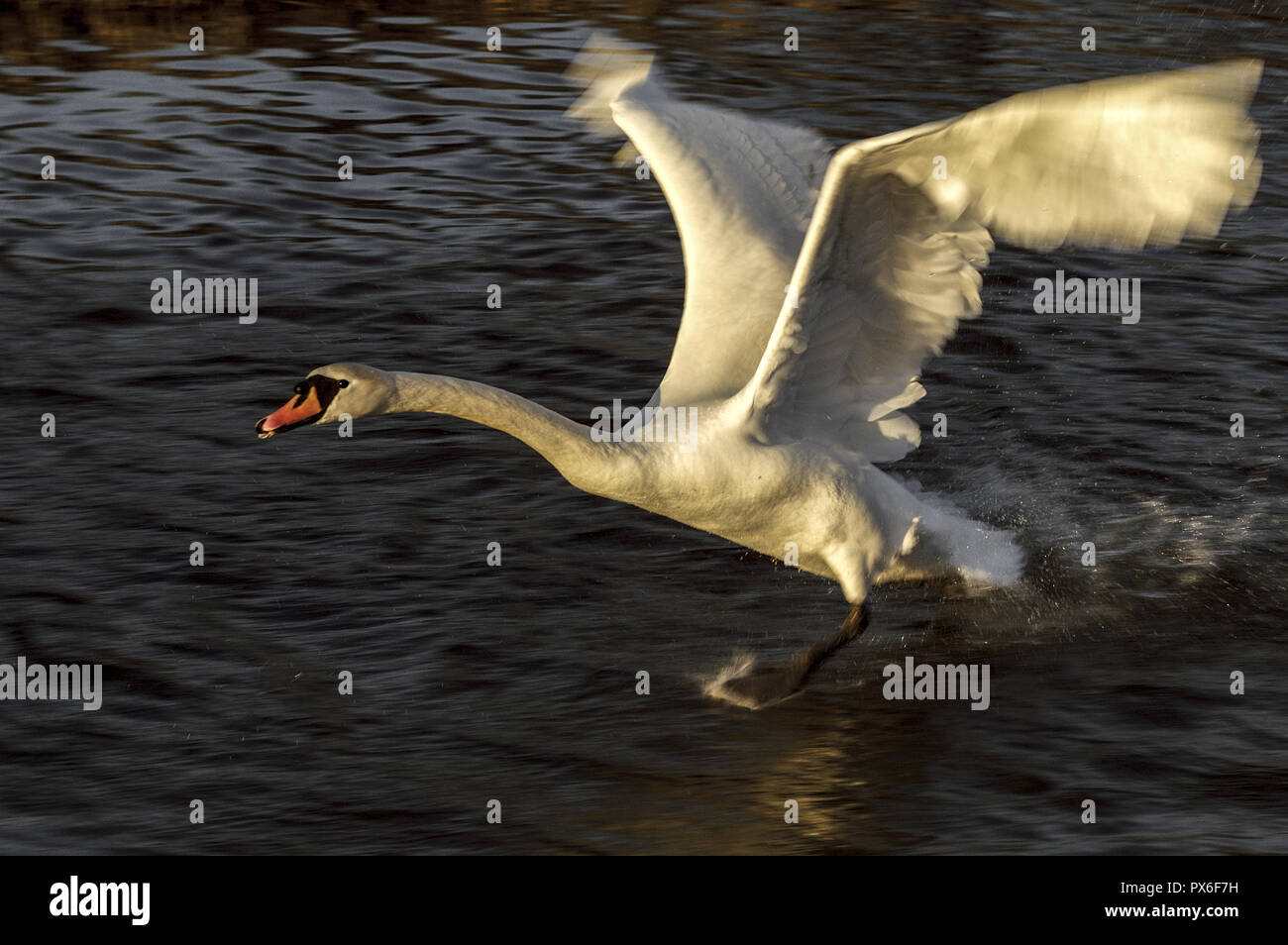 Swan flying over water, dynamic Stock Photo - Alamy