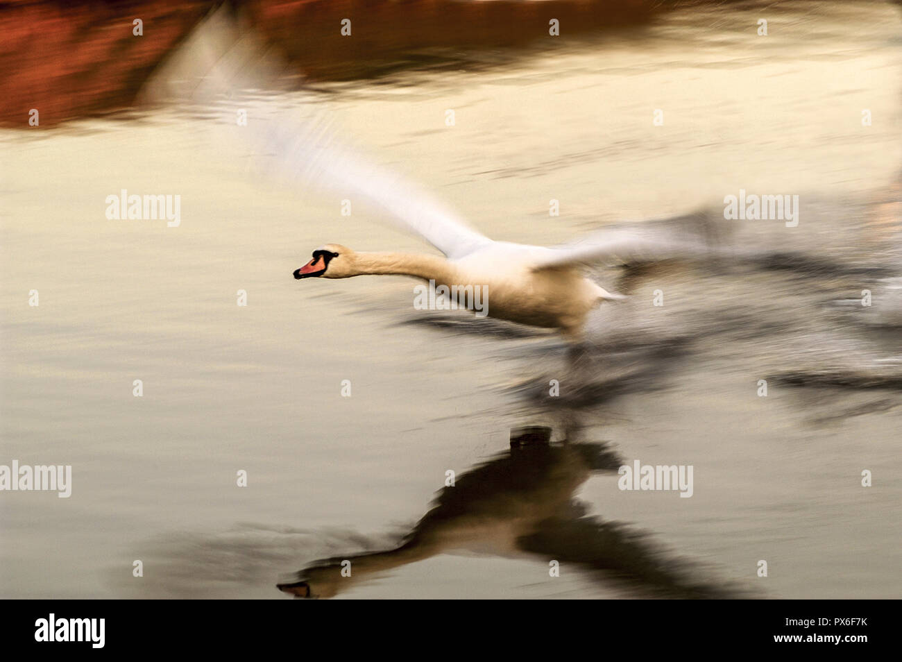 Swan flying over water, dynamic Stock Photo - Alamy
