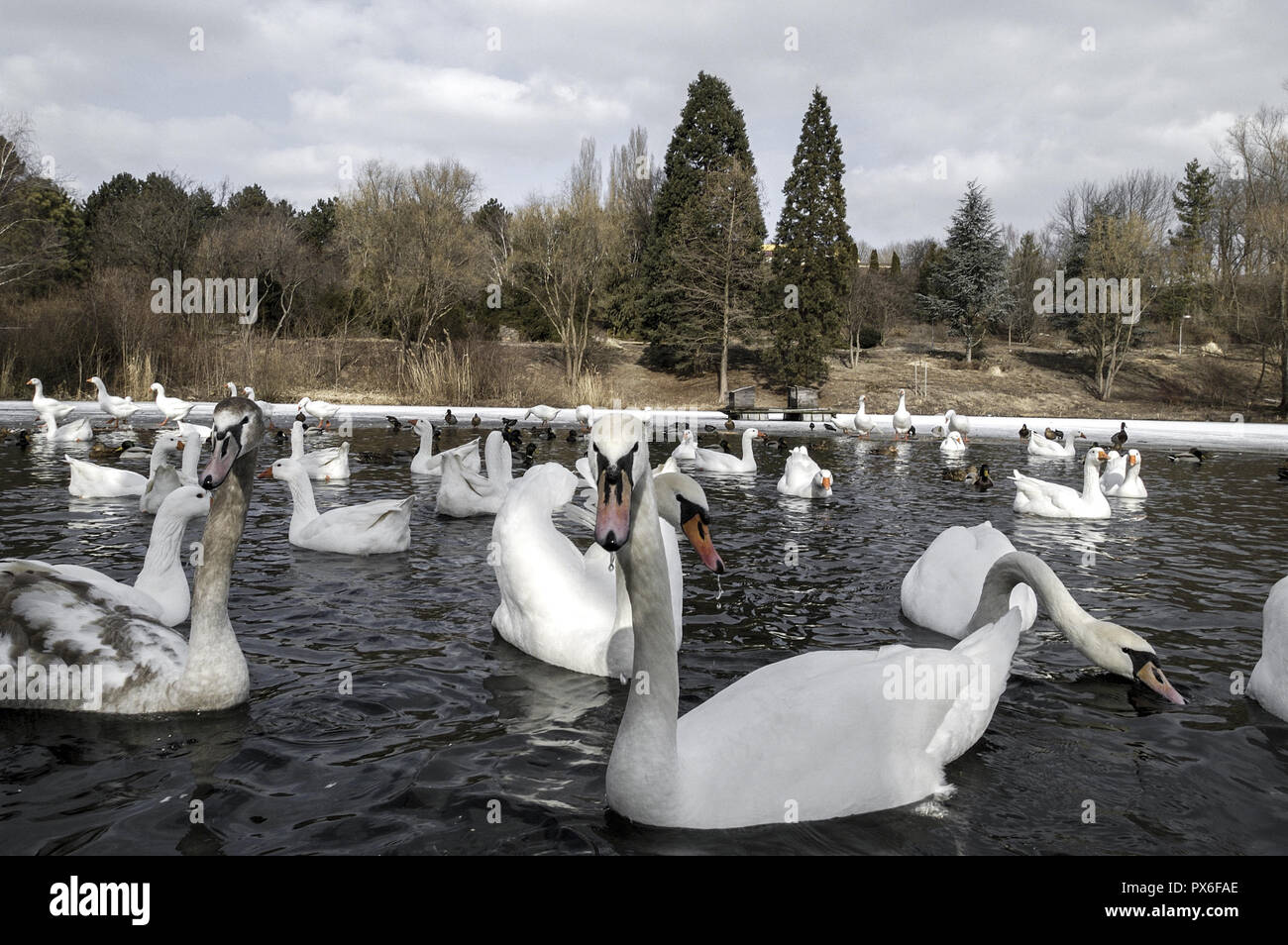 Handsome geese hi-res stock photography and images - Alamy
