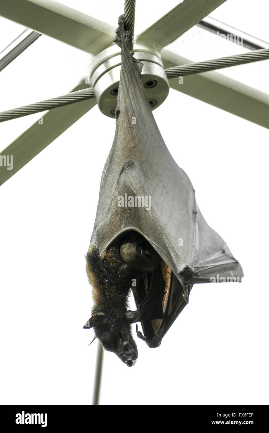 Flying fox, Austria, Vienna, 13. district, Schoenbrunn zoo Stock Photo ...