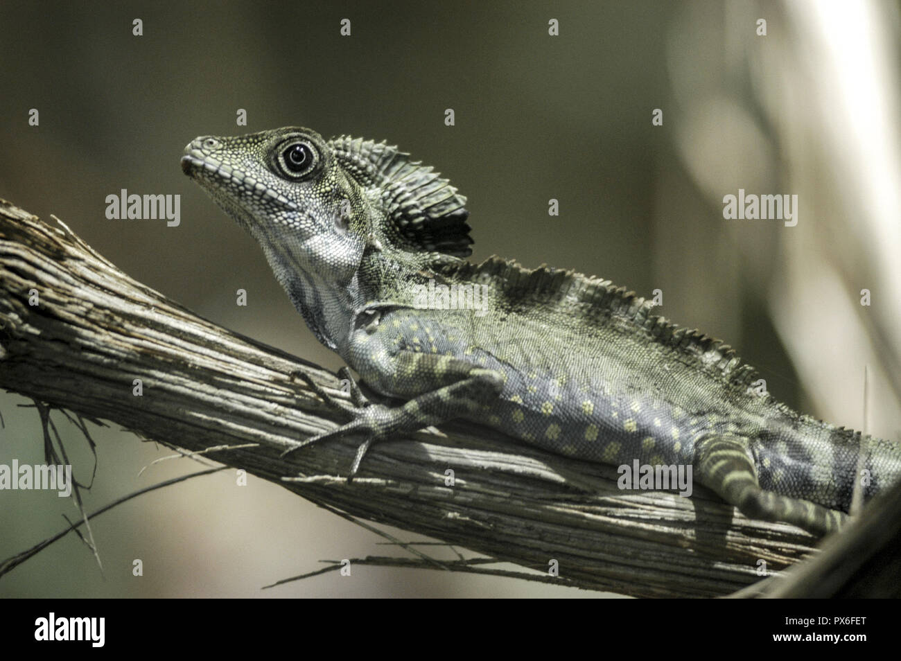 Austria vienna zoo schoenbrunn hi-res stock photography and images - Alamy