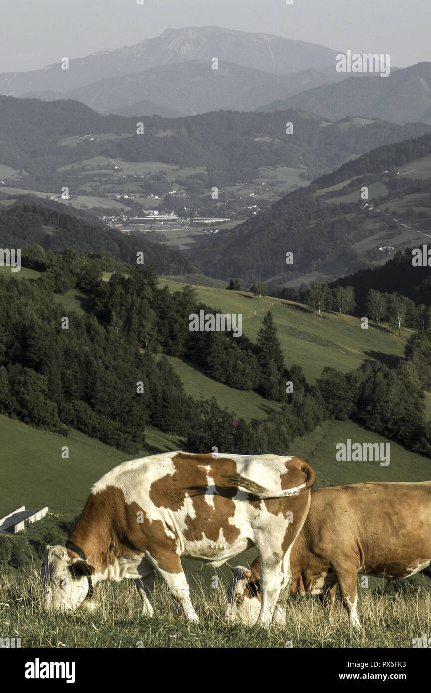 Cows out at feed, pasture, hills, Austria, Lower Austria, Mostviertel ...