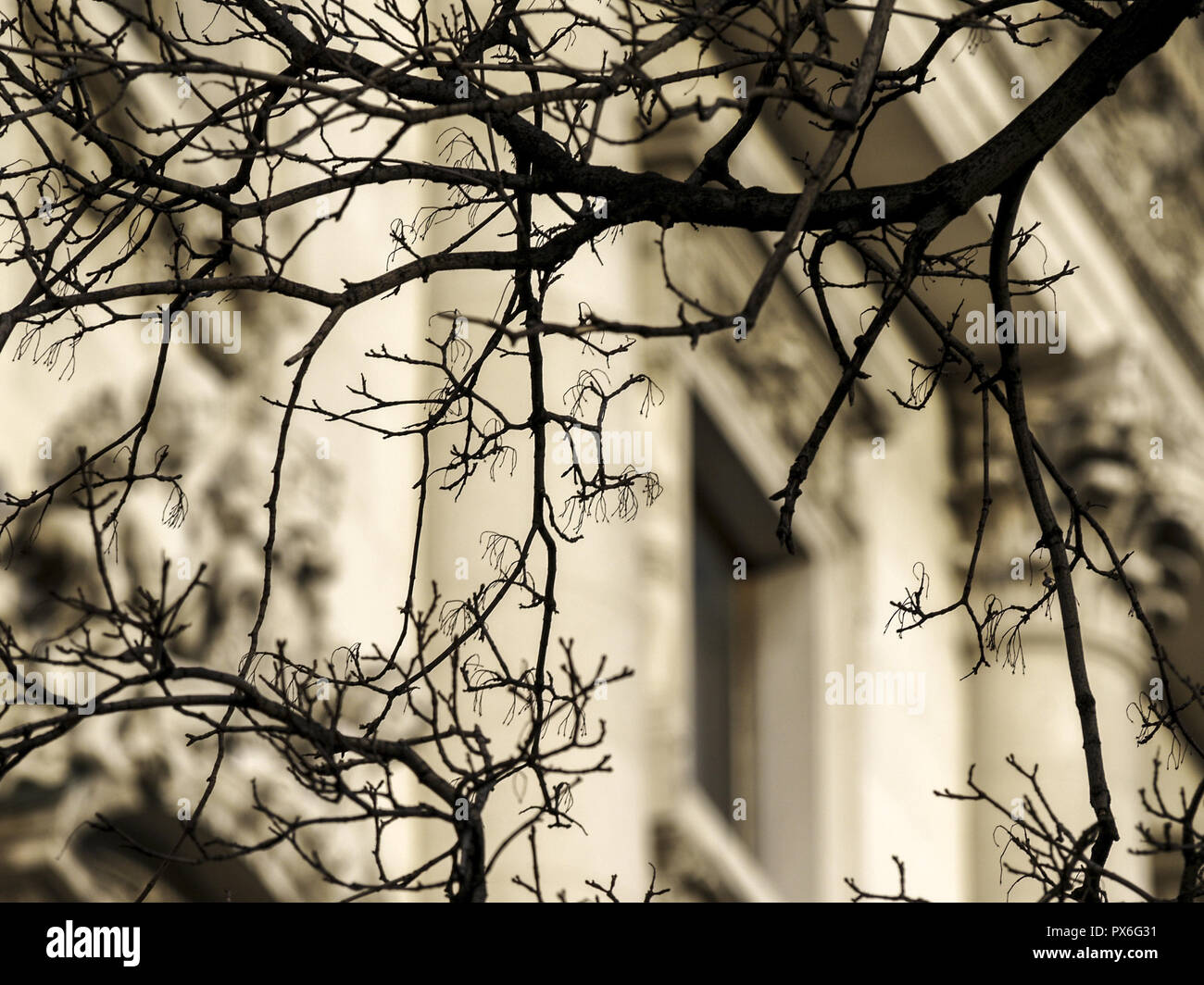 Brittle branches hi-res stock photography and images - Alamy