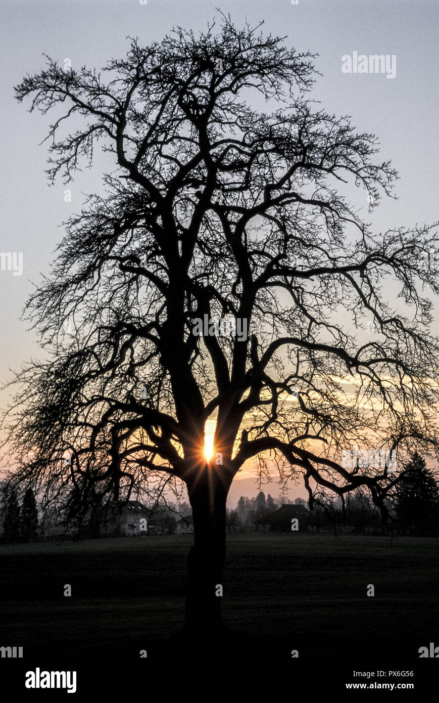 Pear-tree, Switzerland, canton Thurgau, Romanshorn Stock Photo - Alamy