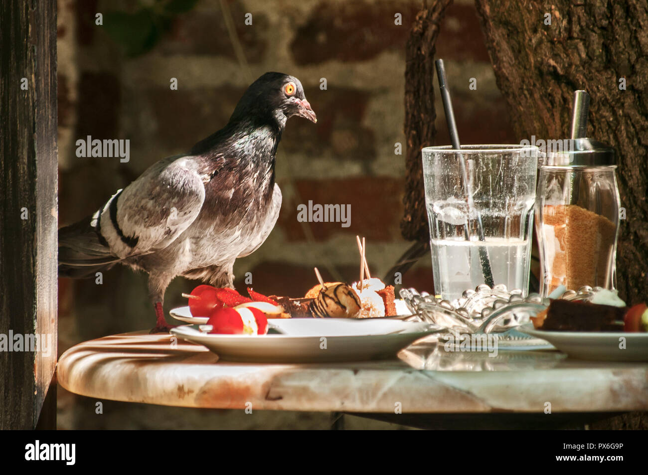 Cheeky pigeon eating food from restaurant table left over from the last ...