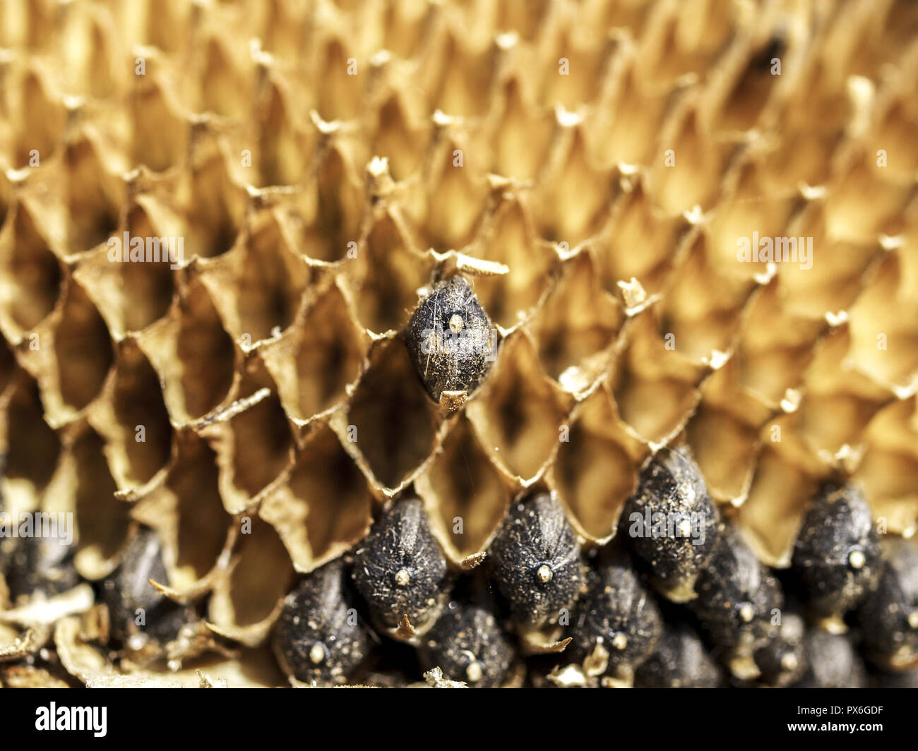 Sun flower, dried, seeds Stock Photo - Alamy