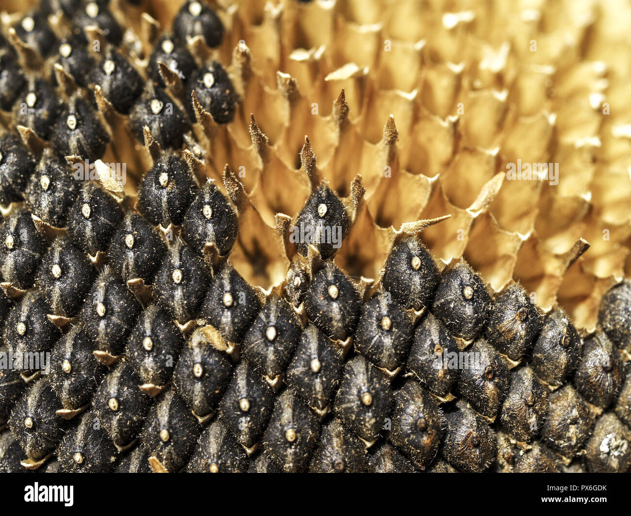 Sun flower, dried, seeds Stock Photo - Alamy