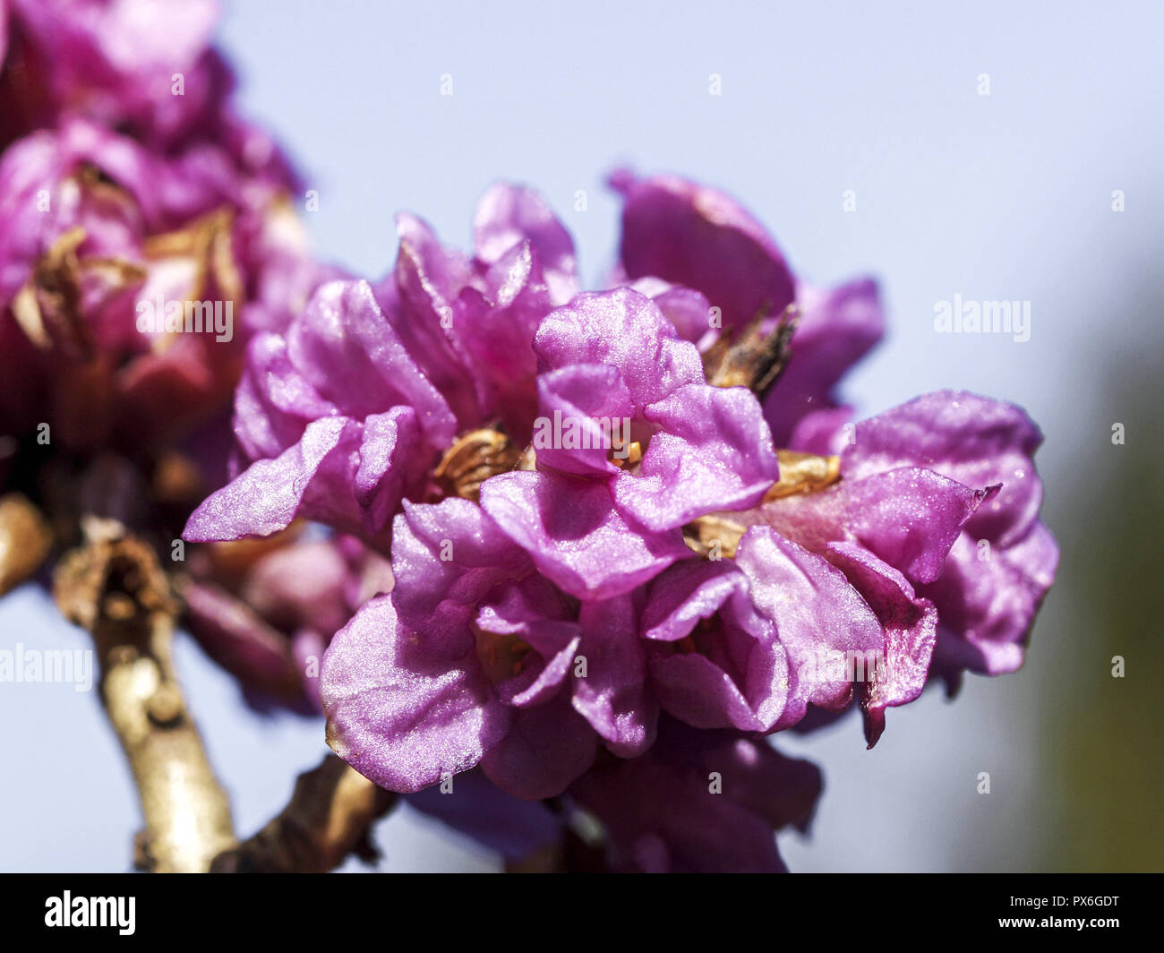 Daphne, Daphne mezereum Stock Photo - Alamy Daphne, Daphne mezereum Stock Photo - Alamy
