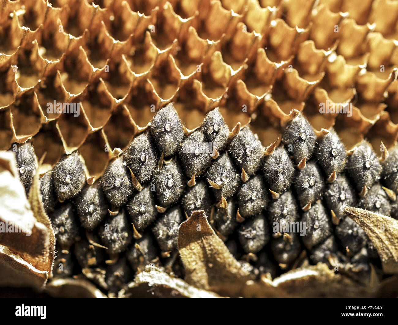 Sun flower, dried, seeds Stock Photo - Alamy