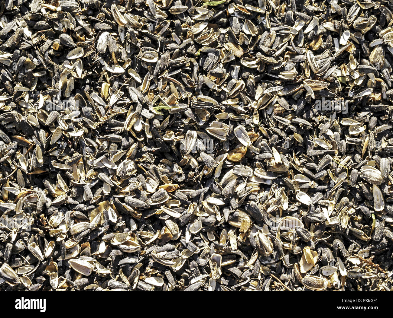 Sun flower, shell of seeds Stock Photo - Alamy