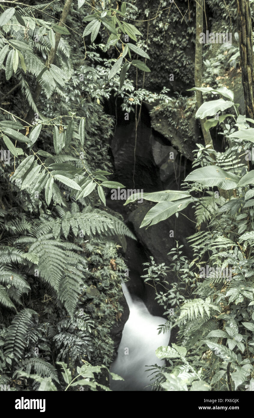 Titou gorge, rainforest, Dominica Stock Photo - Alamy