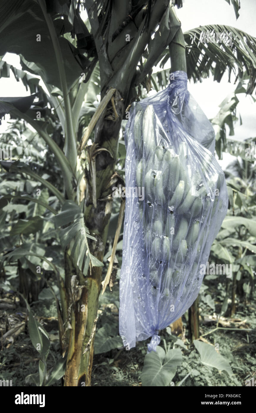 Banana plant, Dominica Stock Photo - Alamy