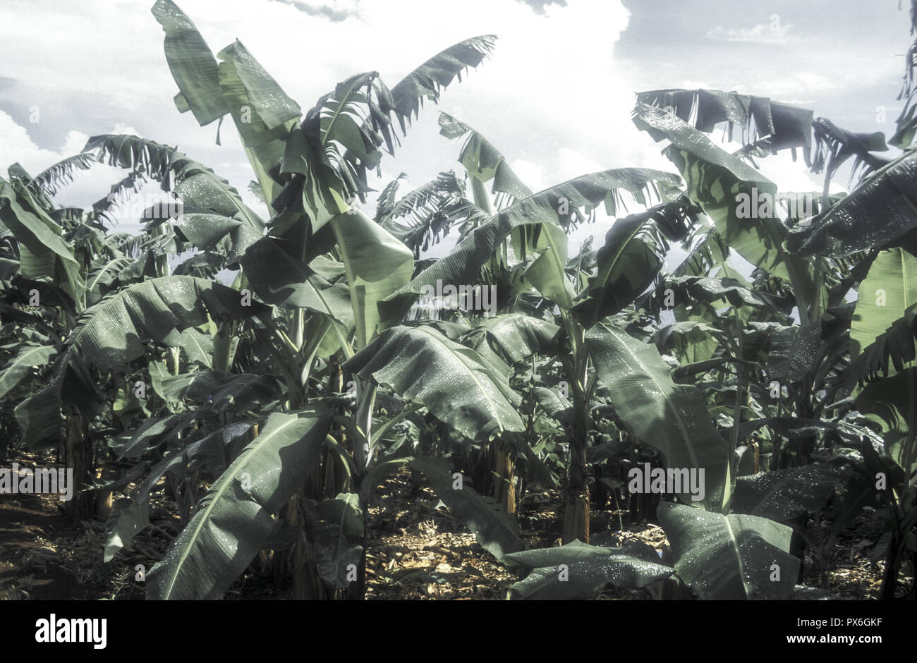 Banana plantation, Dominica Stock Photo - Alamy