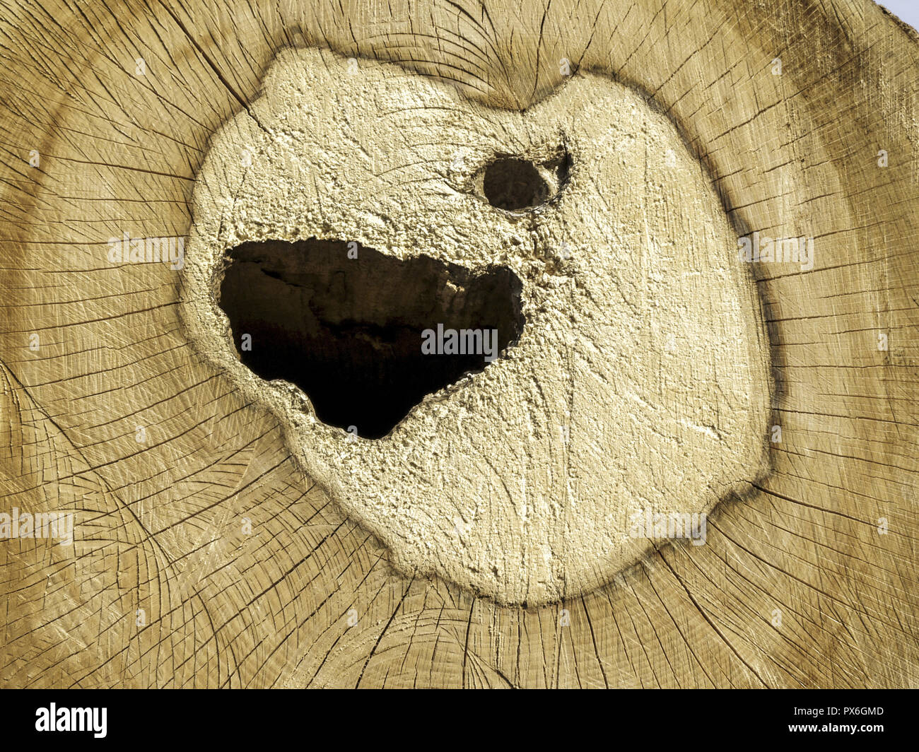 Beech tree, damage Stock Photo - Alamy