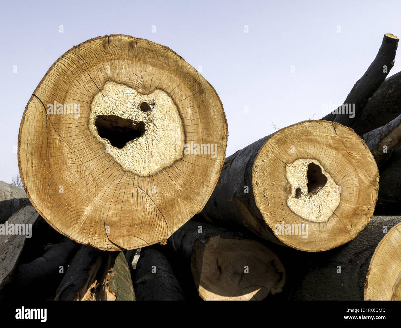 Beech tree, damage Stock Photo - Alamy