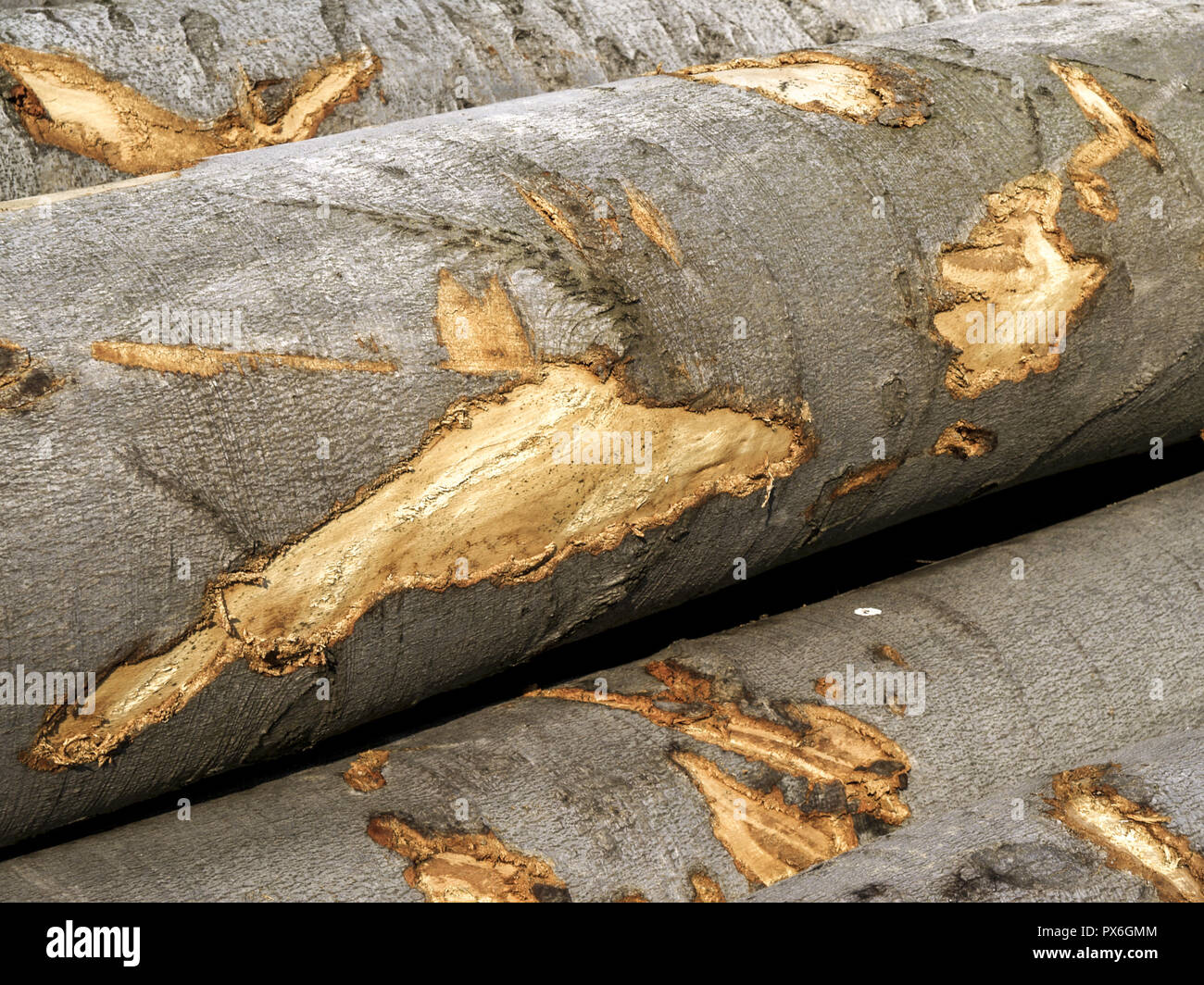 Beech tree, damaged bark Stock Photo - Alamy