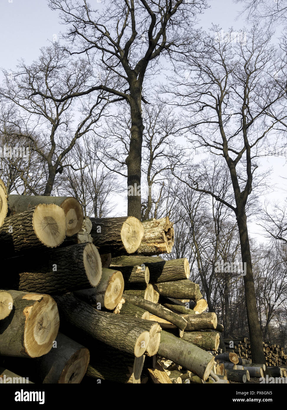 Oak tree, Austria, Vienna, 13. district, zoo Lainz Stock Photo - Alamy