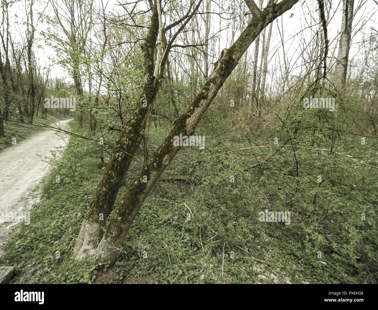 National park Donauauen, Austria, Lower Austria, Vienna area Stock ...