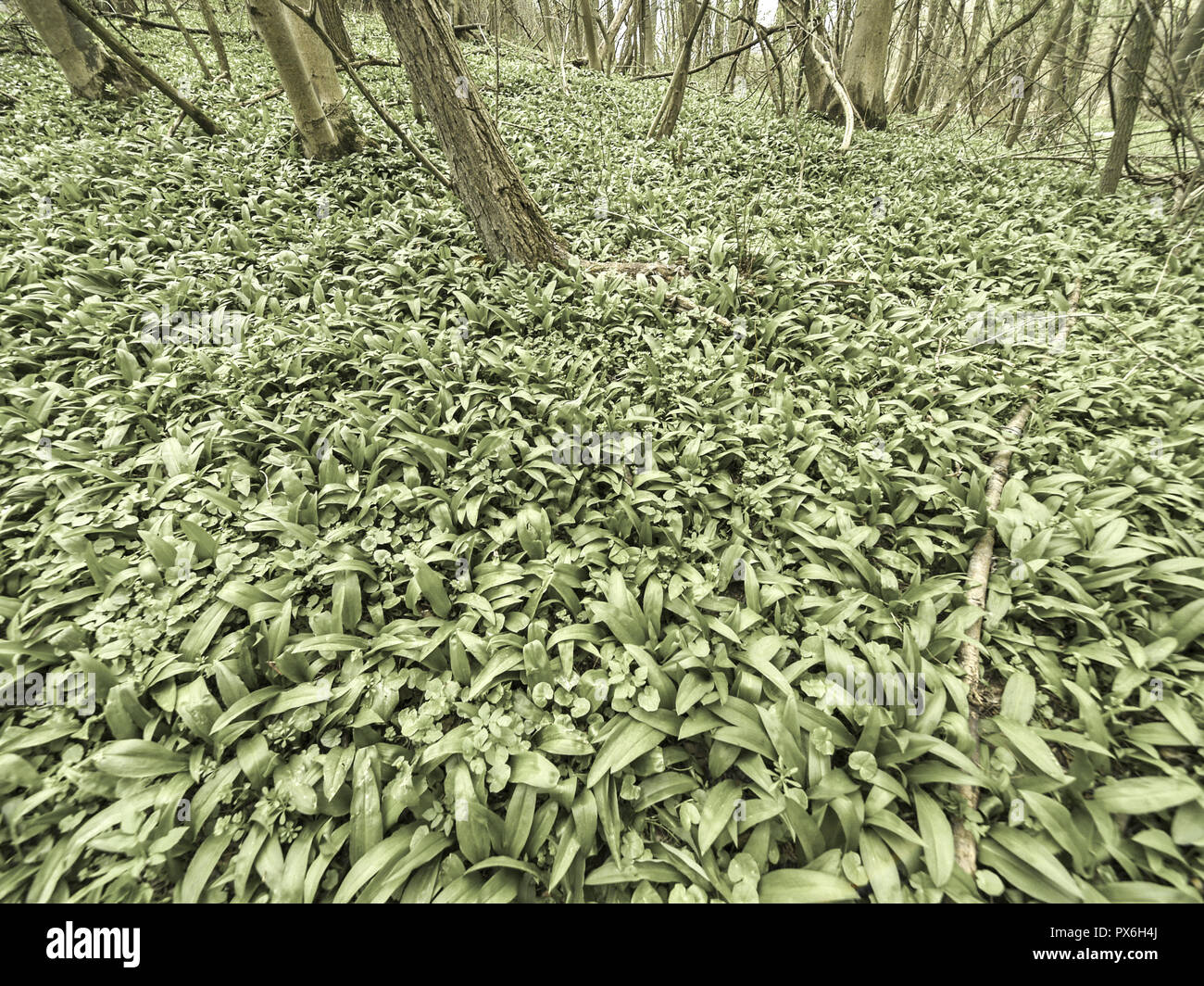 National park Donauauen, Austria, Lower Austria, Vienna area Stock ...