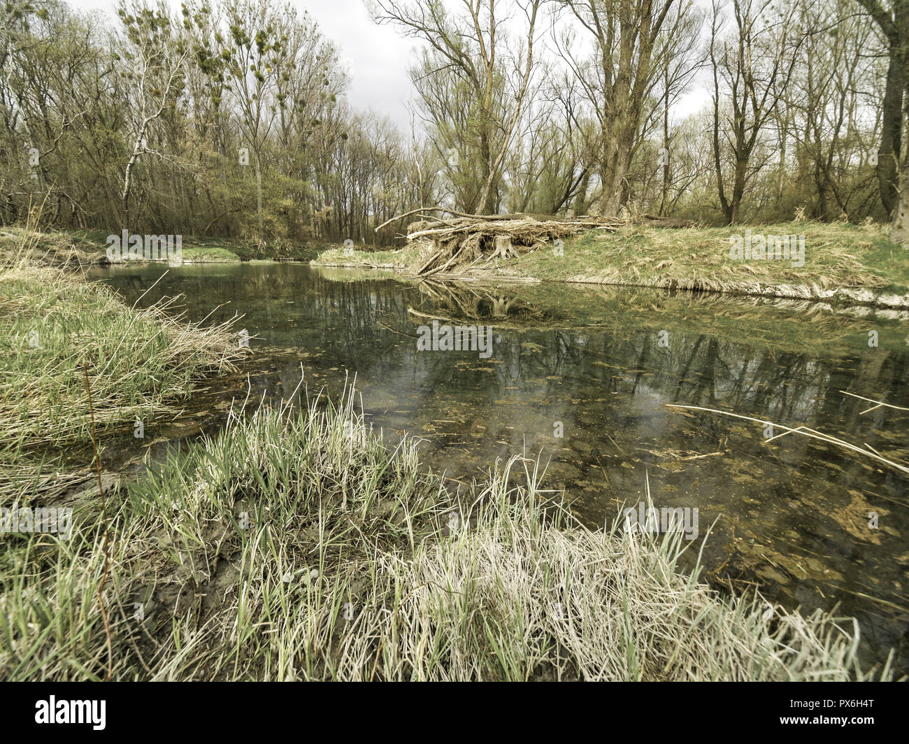 National park Donauauen, Austria, Lower Austria, Vienna area Stock ...