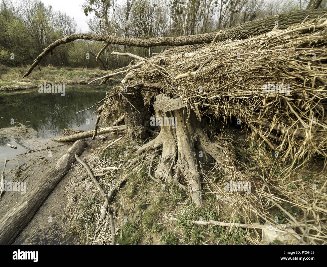 National park Donauauen, Austria, Lower Austria, Vienna area Stock ...